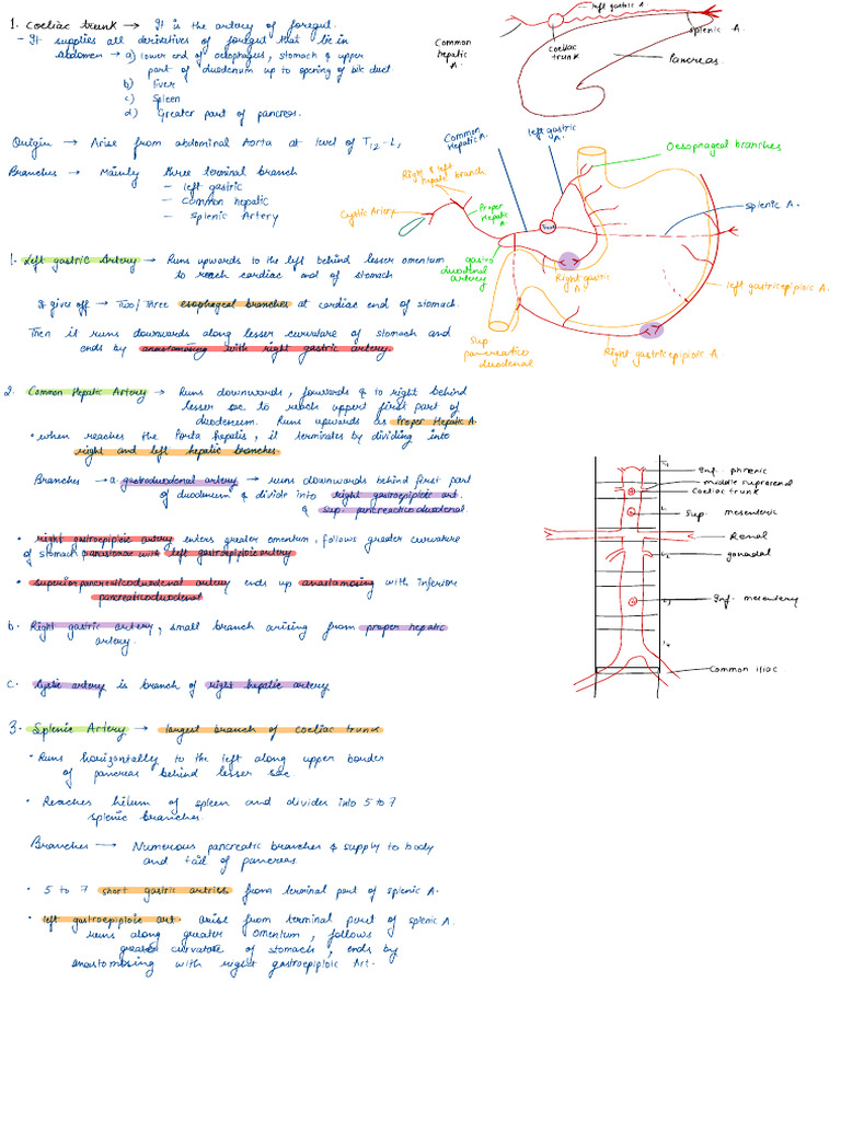 Blood Supply of the Stomach Explained | PDF | Stomach | Pancreas