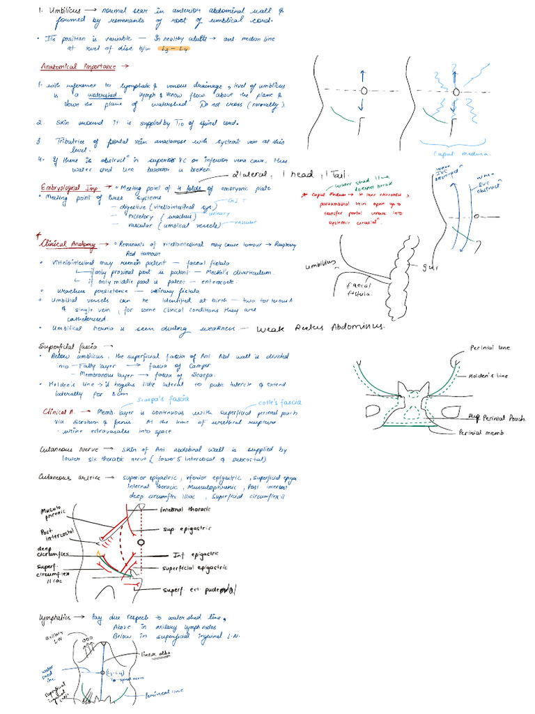 Anatomy of the Umbilicus and Surroundings | PDF | Vein | Human Anatomy