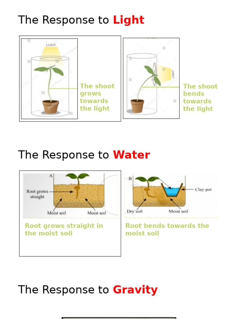 Stimuli and Responses in Plants | PDF
