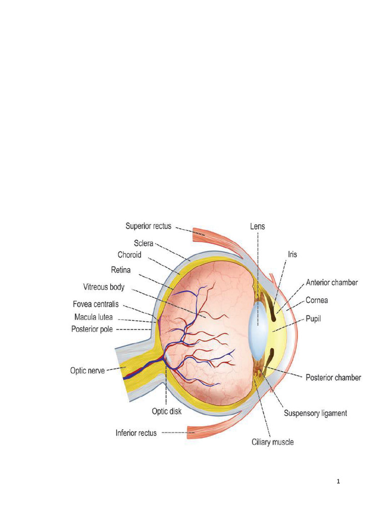 Che245 Primary Eye Care | PDF | Human Eye | Retina