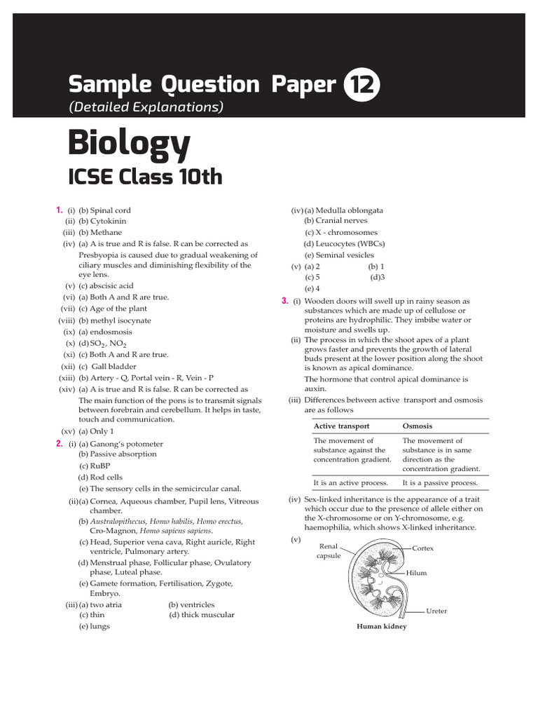 ICSE Sample Paper - 12 - Sol Bio. 10th 24 2 | PDF | Cerebrum | Brain
