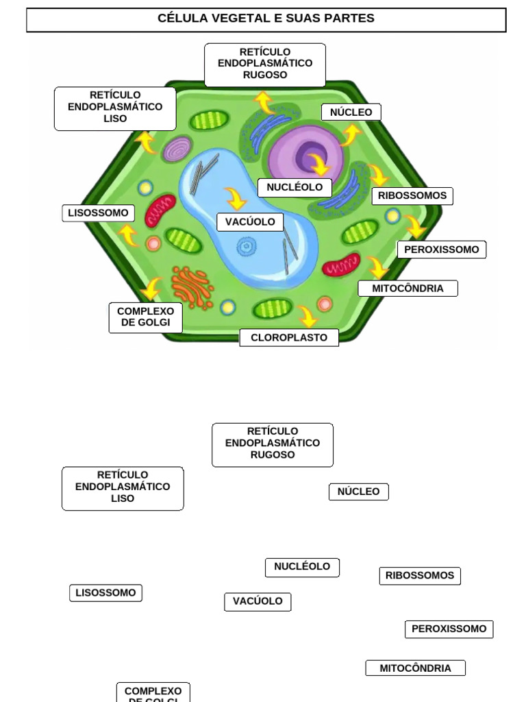 Estructura de Células Vegetales y Animales | PDF
