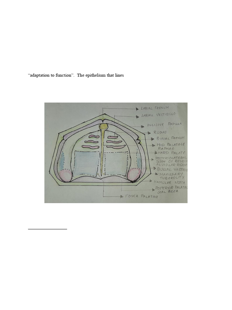 1.anatomical Landmarks | PDF | Dentures | Lip