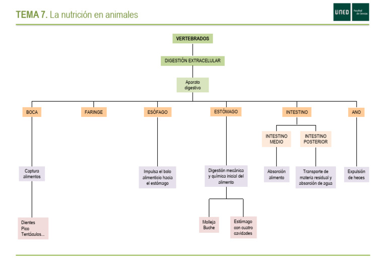 7. Esquemas. Tema 7 | PDF