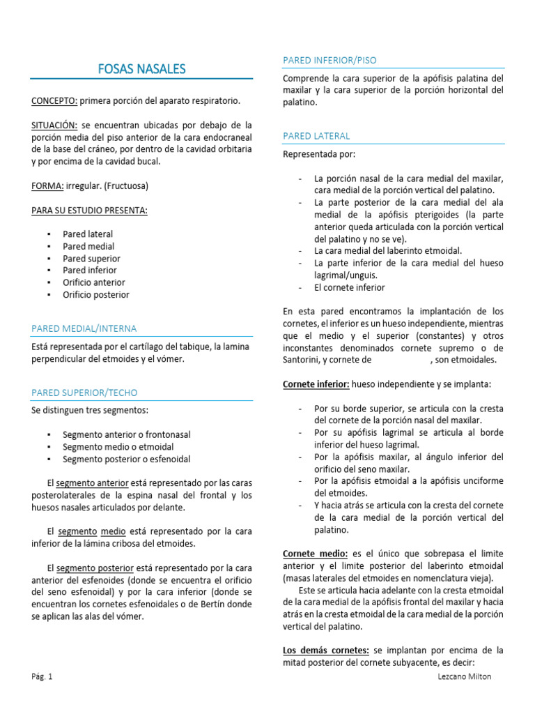 FOSAS NASALES Y CAVIDAD ORBITARIA. Milton Lezcano | PDF | Nariz humana ...