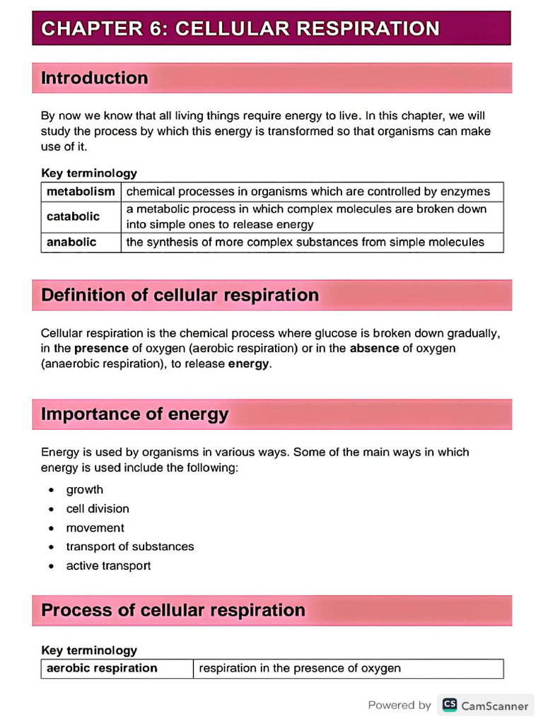 Cellular Respiration | PDF