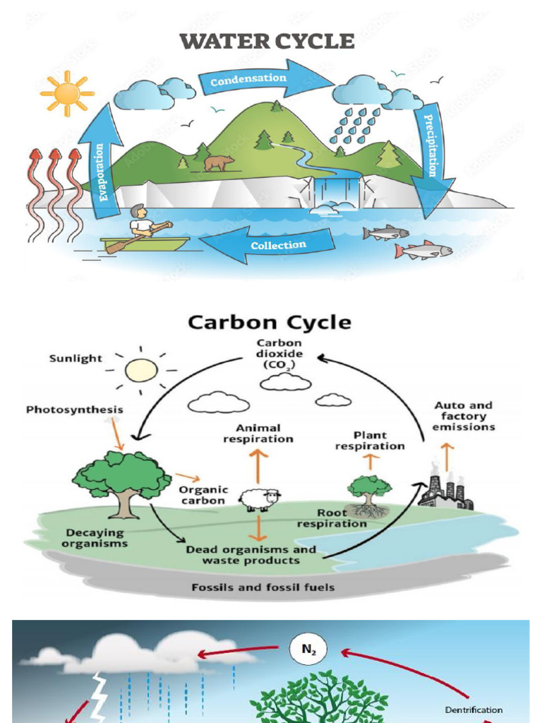 Material Cycles in Nature | PDF