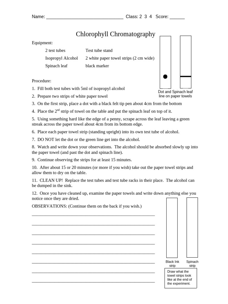 Chromotography Chlorophyll Lab | PDF | Stationery