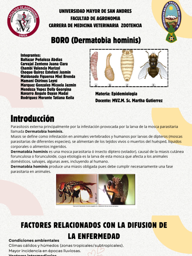 BORO Dermatobia Hominis - 20250516 - 111442 - 0000 | PDF | Mosca | Insectos