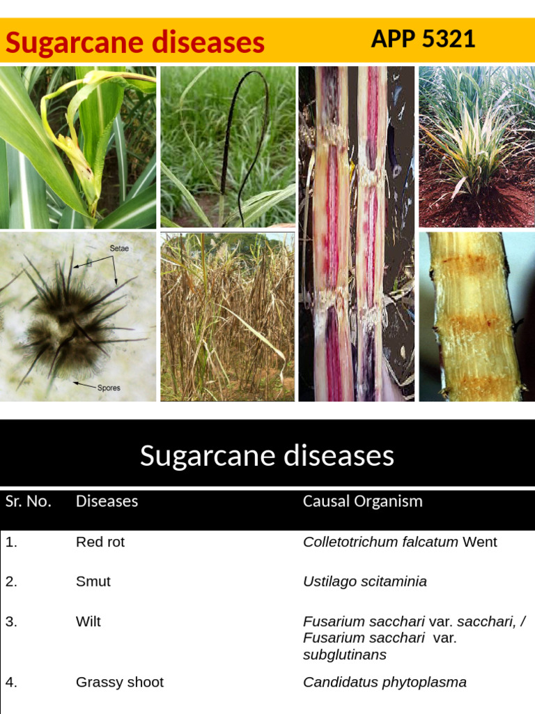 Diseases of Sugarcane | PDF | Botany | Plants