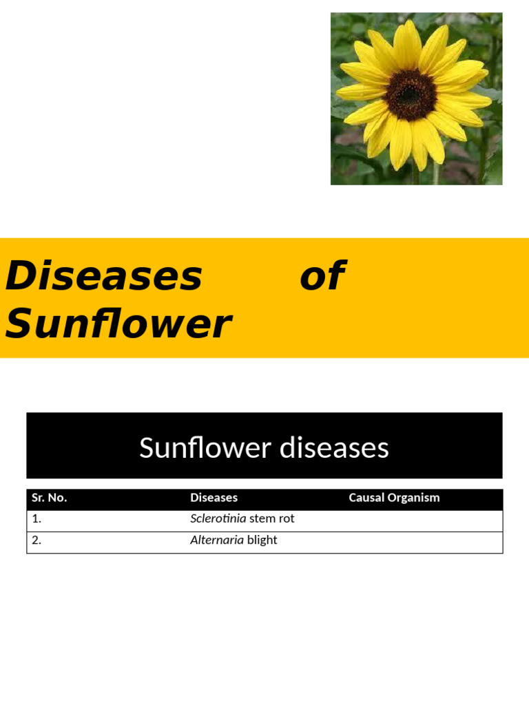 Sunflower Diseases and Management Guide | PDF | Plants | Mycology