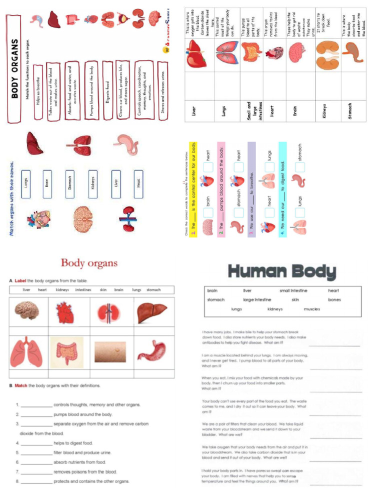 G6 Organs Systems Topic 1 | PDF
