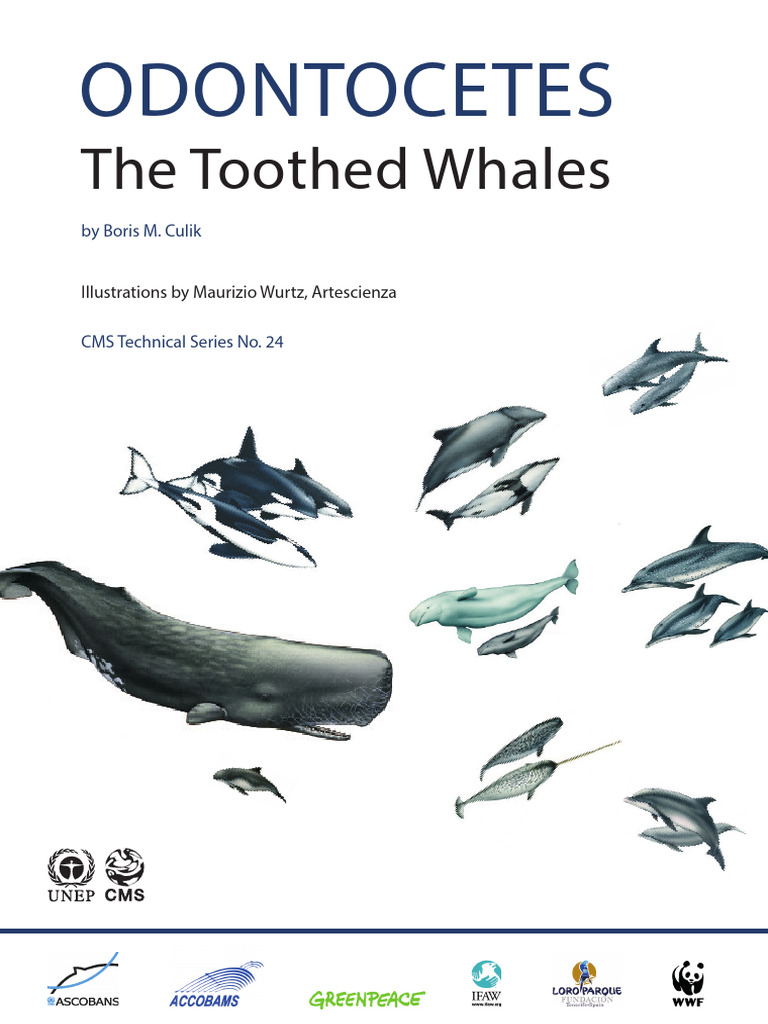 Odontocetes Toothed Whales Online Version | PDF | Cetacea | Whales