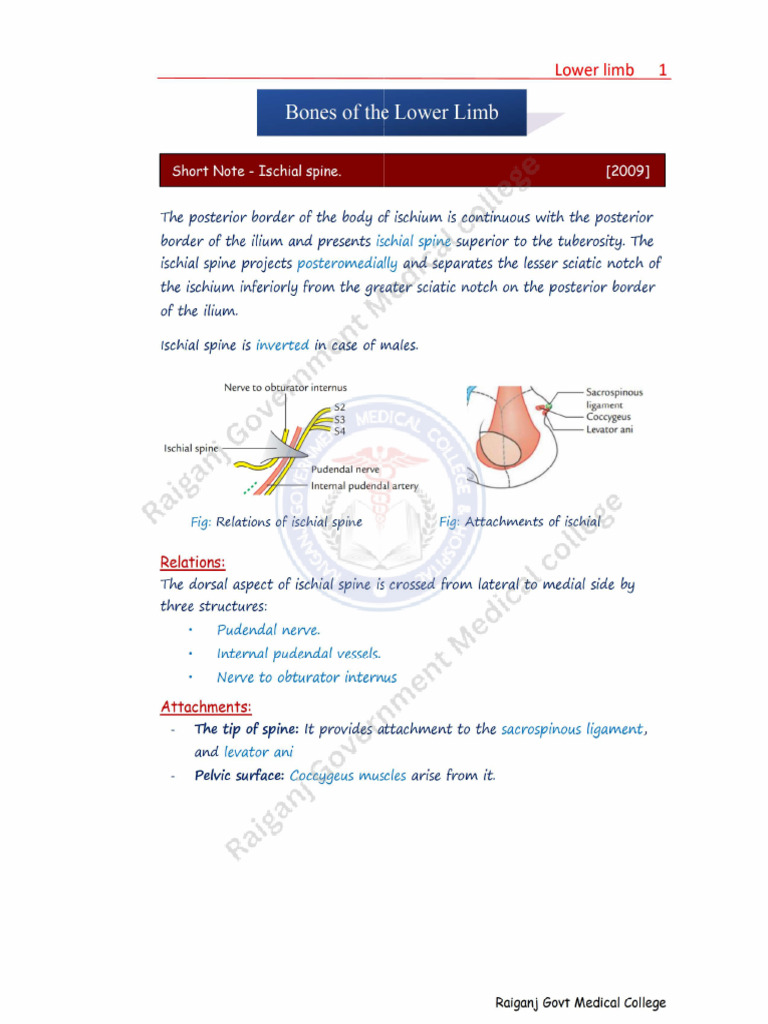 Lower Limb | PDF
