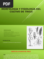 Partes y morfología de la zanahoria | PDF | Trigo | Plantas