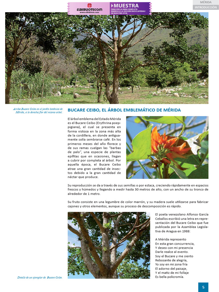 Bucare Ceibo: Árbol Emblemático de Mérida | PDF | Arboles | Plantas