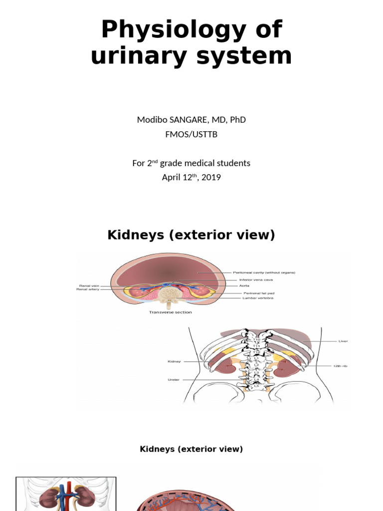Physiology of Urinary System 04-09-2019 | PDF | Kidney | Urinary System
