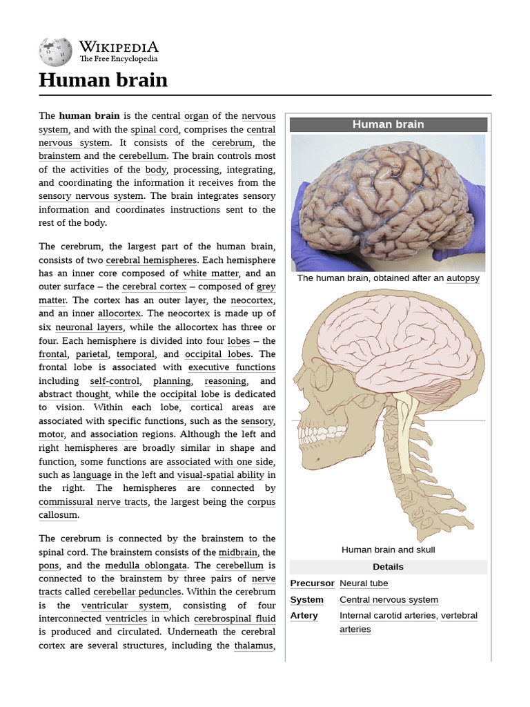 Human Brain | PDF | Cerebral Cortex | Human Brain