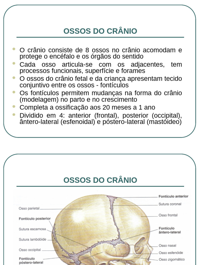 Ossos Do Crânio, Face e Audição | PDF | Crânio | Anatomia