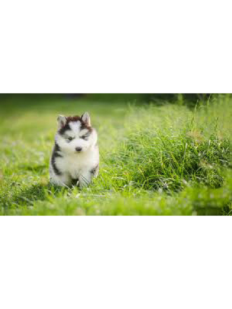 Puppies Study 1 | PDF