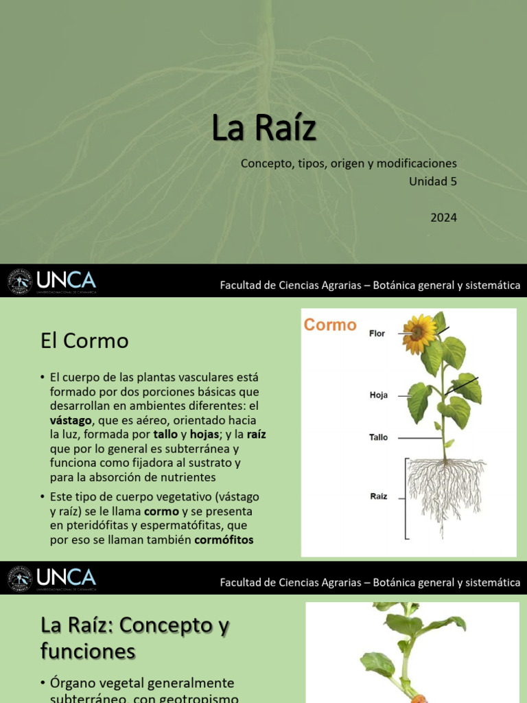 Tipos de raíces en plantas: alorizo y napiformes | PDF | Raíz | Plantas