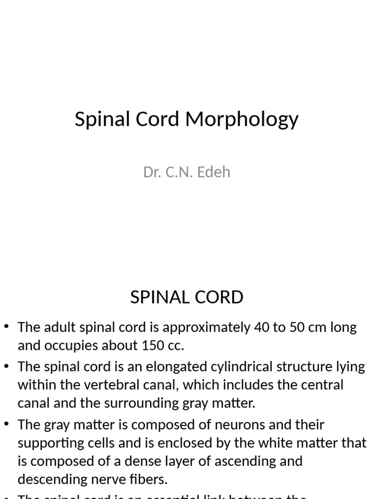 Spinal Cord Morphology and Tract 300L | PDF | Spinal Cord | Vertebral ...