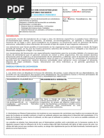 Ejemplos de Movimiento Ameboide | PDF | Músculo esquelético | Biología ...