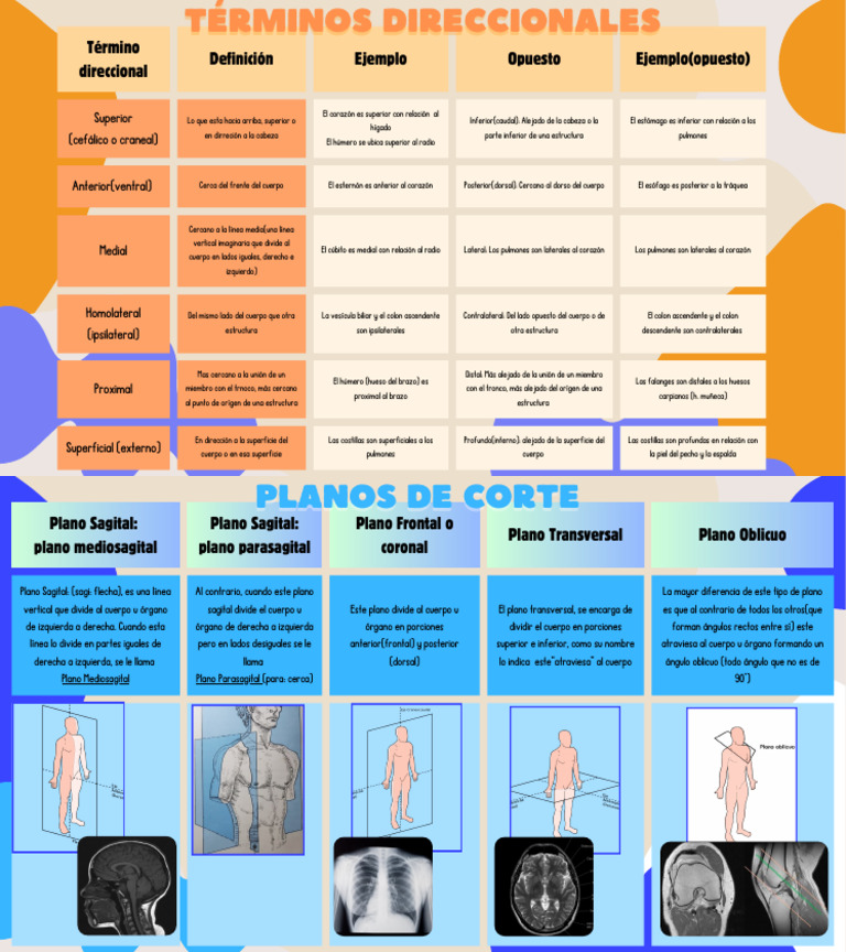Términos Direccionales y Planos de Corte PDF | PDF | Términos ...