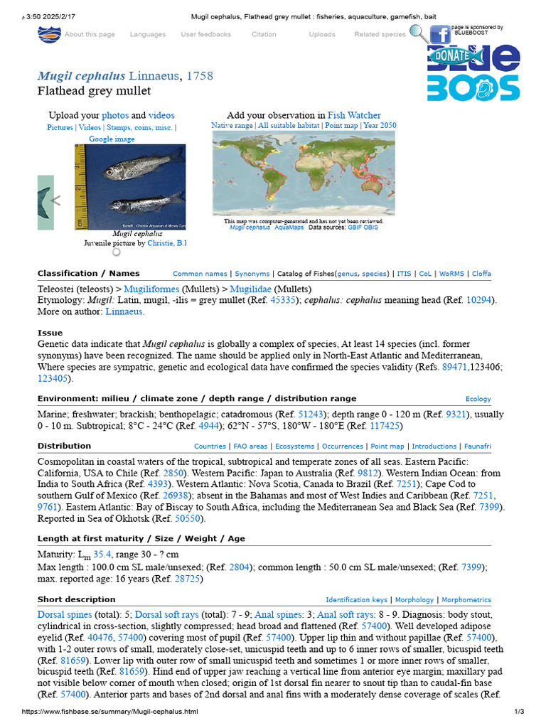 Flathead Grey Mullet Overview | PDF | Aquaculture | Ecology