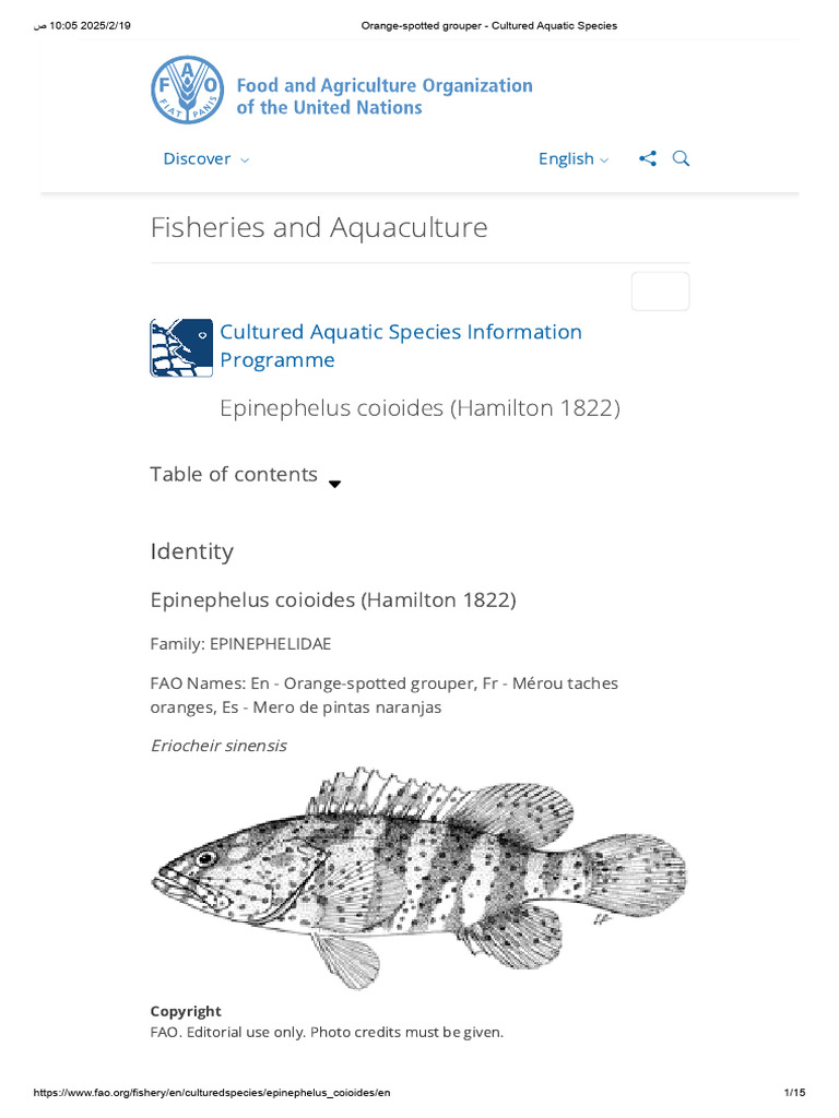 Orange-Spotted Grouper - Cultured Aquatic Species | PDF | Fish