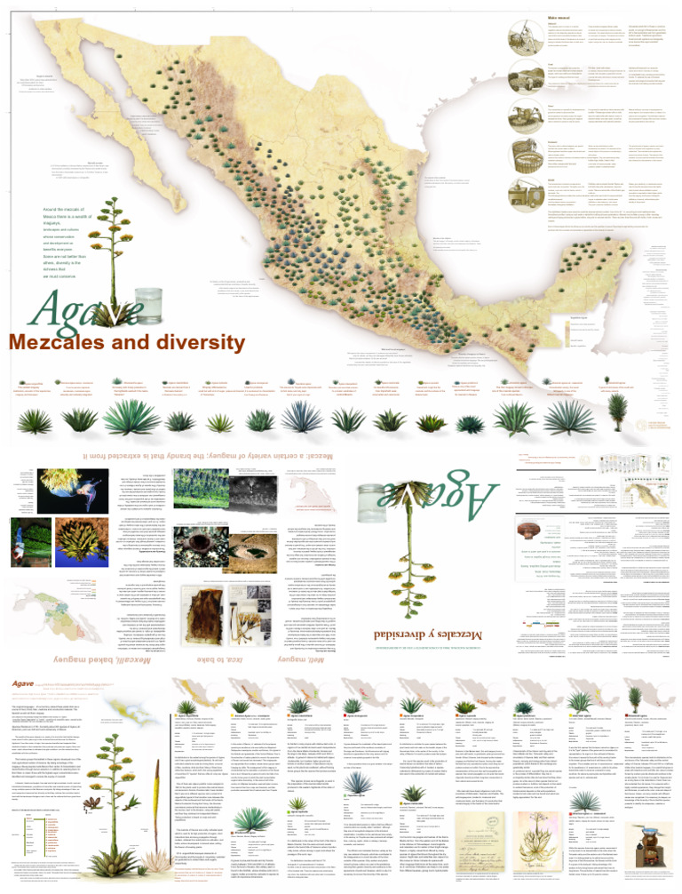Magueyes+and+Mezcals+map Es en | PDF | Distillation | Flowers