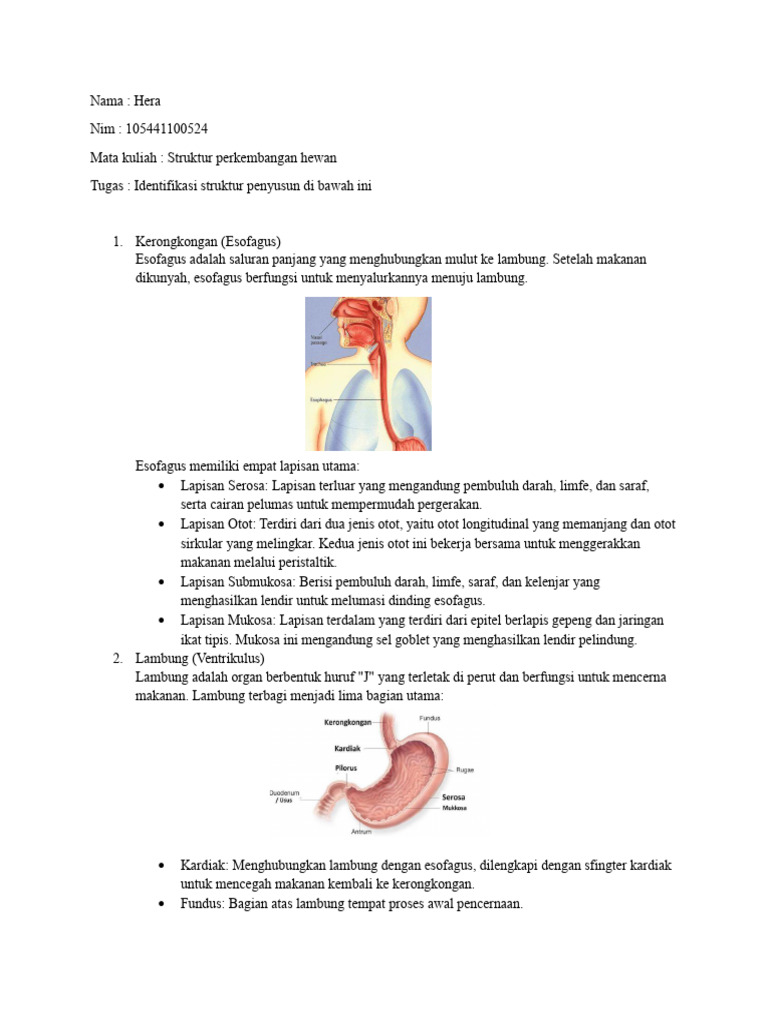 TUGAS SPH PENCERNAAN (HERA) | PDF