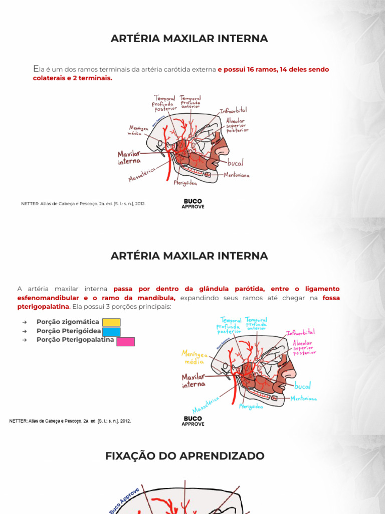 Ramos da Artéria Maxilar Interna | PDF | Anatomia humana | Cabeça e ...