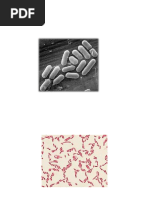 Group 2 - Citrobacter Freundii | PDF | Microbiology