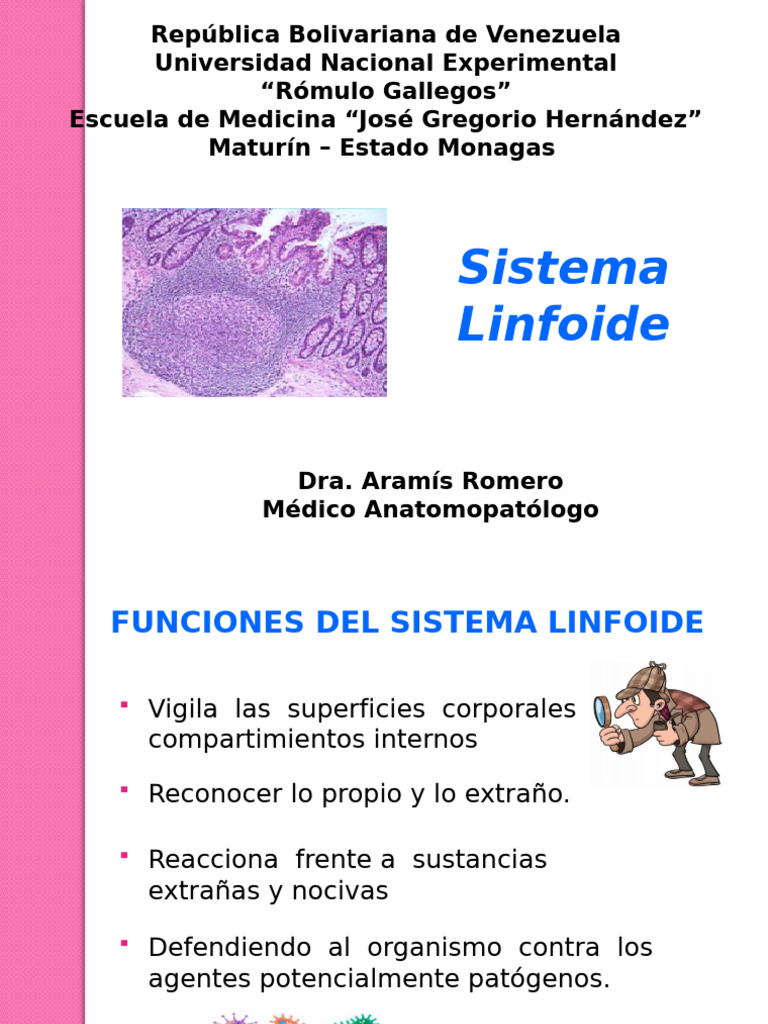 Sistema Linfoide.1 | PDF | Linfocitos | Ganglio linfático
