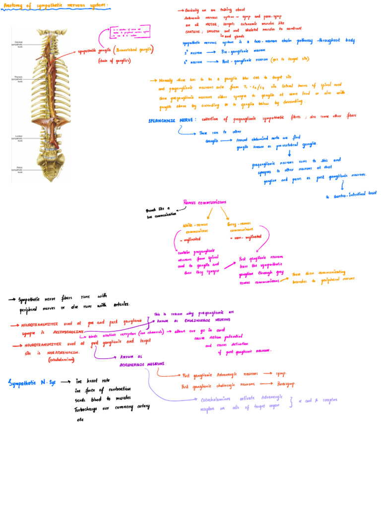 Anatomy of the Sympathetic Nervous System | PDF | Organ (Anatomy) | Anatomy