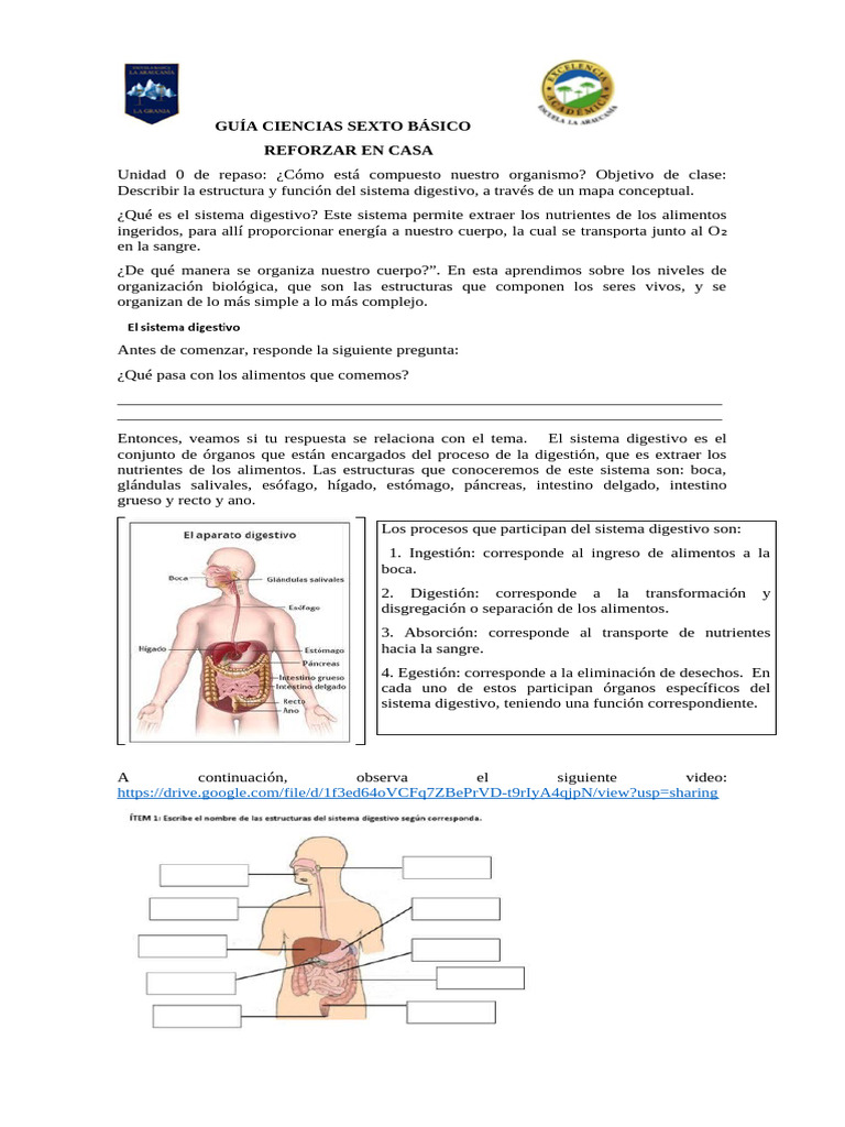 Guía del Sistema Digestivo para Sexto Básico | PDF