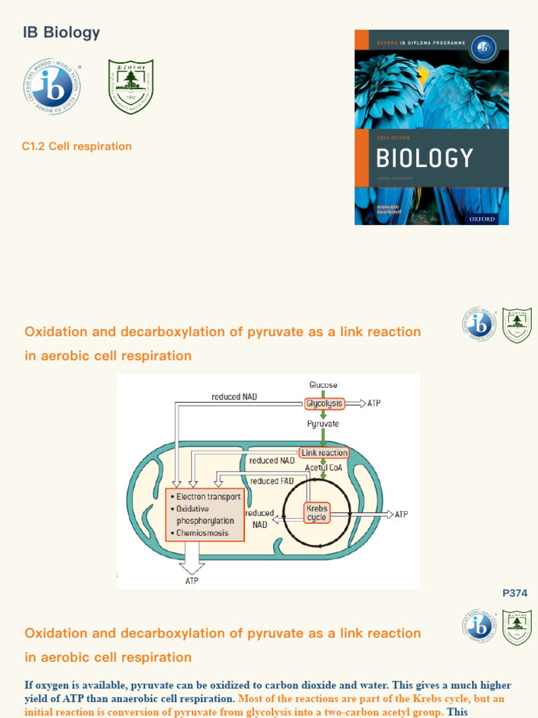 C1.2 Cell Respiration 2 | PDF | Cellular Respiration | Diet & Nutrition