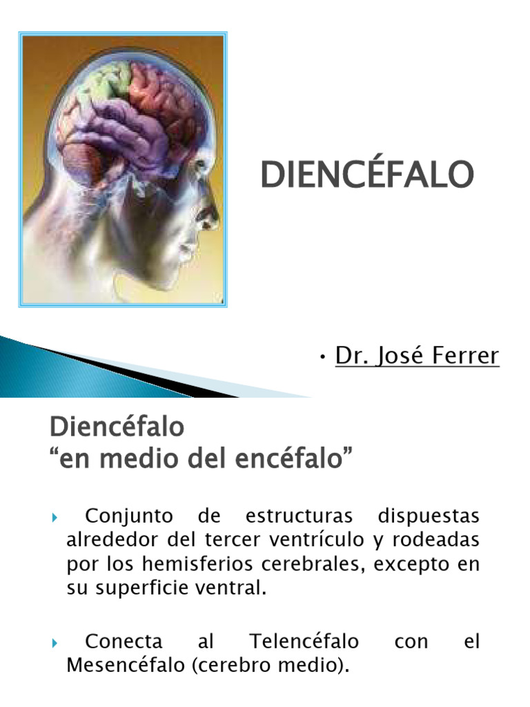 DIENCEFALO | PDF | Tálamo | Hipotálamo