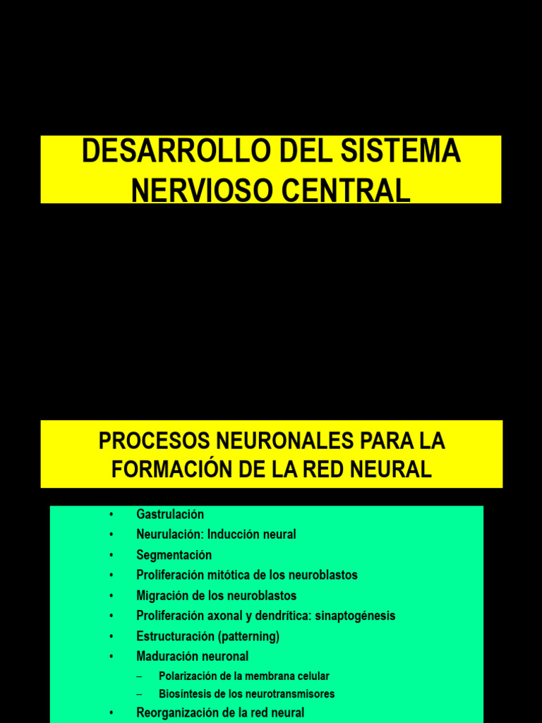 Embriología Del SNC | PDF | Sistema nervioso | Cerebro