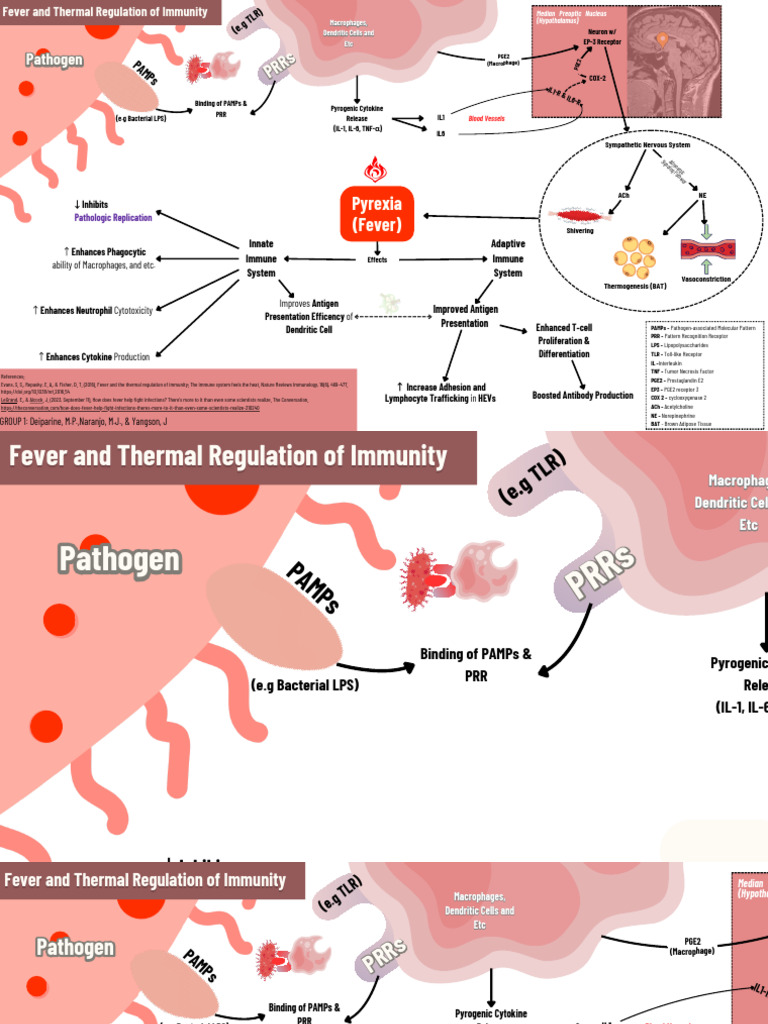Fever's Role in Immune Response | PDF | Immune System | Fever