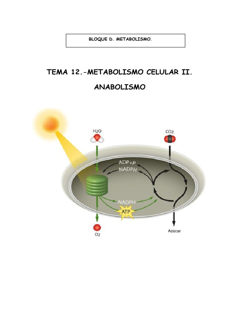 Tema 12. Anabolismo | PDF | Fotosíntesis | Metabolismo