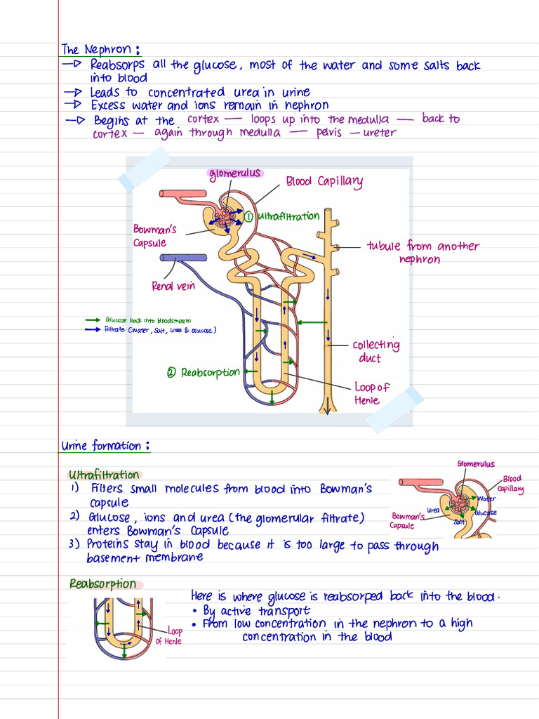 IGCSE BIOLOGY NOTES by Learntodayigcse | PDF | Urinary System | Kidney