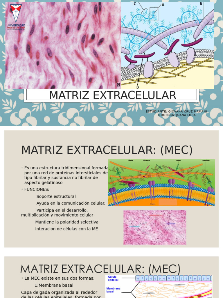 Matriz Extracelular | PDF | La matriz extracelular | Colágeno