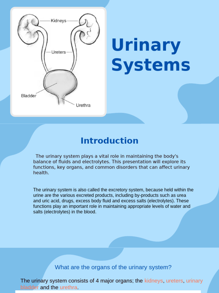 Urinary Systems - PPTX 222 | PDF | Urinary System | Urination