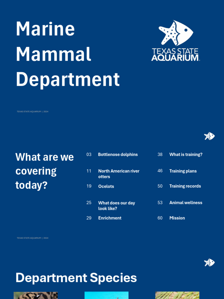TSA Marine Mammal Presentation Template TAMUCC | PDF | Dolphin ...