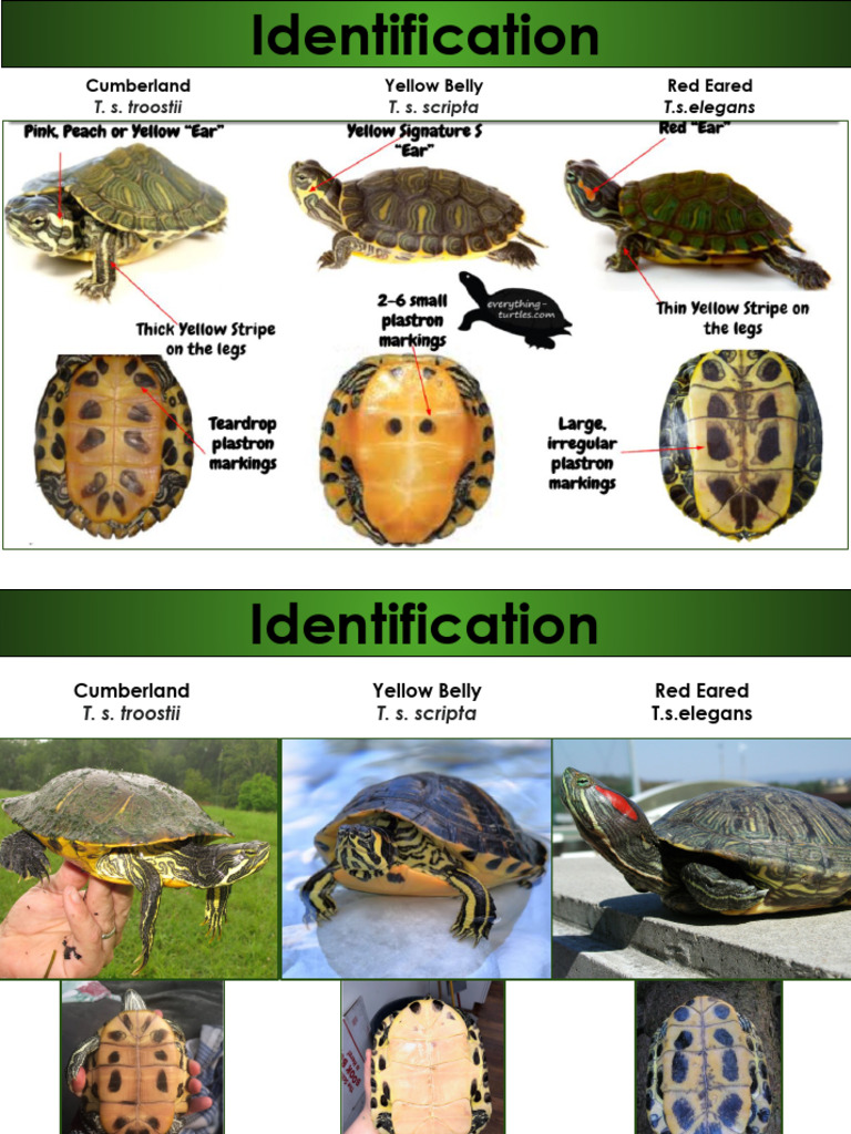 Cumberland Slider Turtle Overview | PDF
