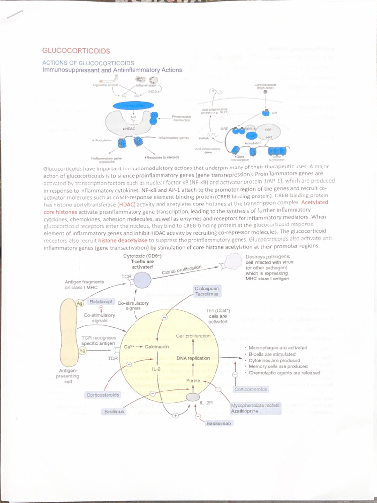 Glucocorticoid | PDF