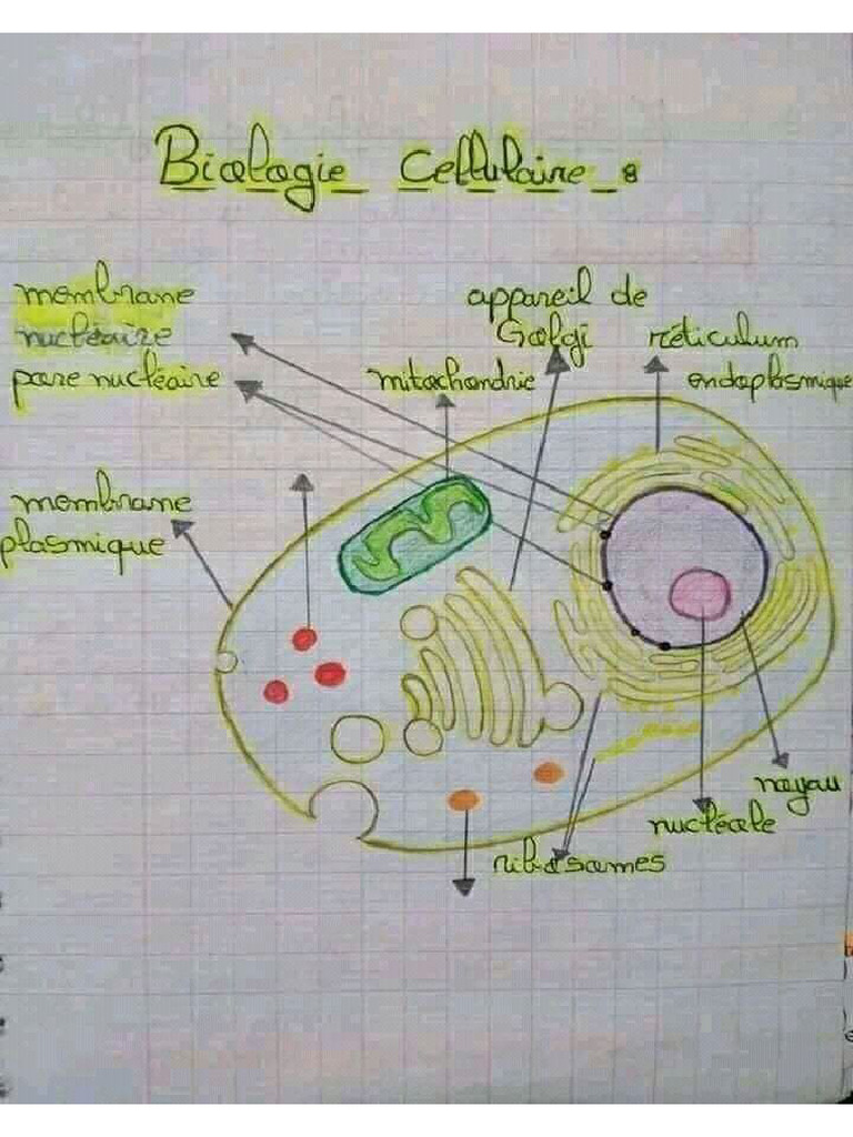 Résumé4 Biologie Cellulaire | PDF