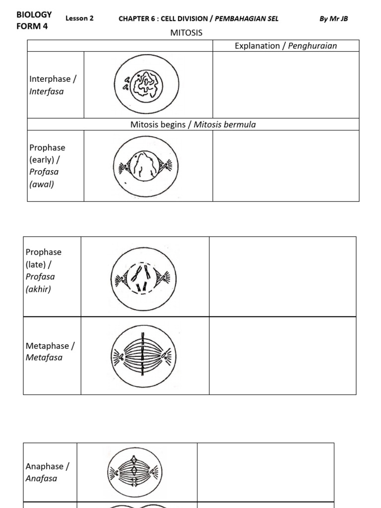 F4 Biology Lesson 2 Chapter 6 Mitosis | PDF | Mitosis | Chromosome